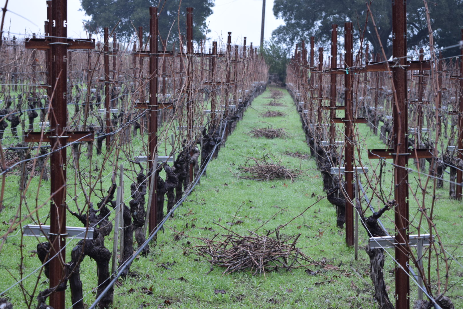 Pruning Grapes in The Vineyard: Just The Basics - Sip on this Juice