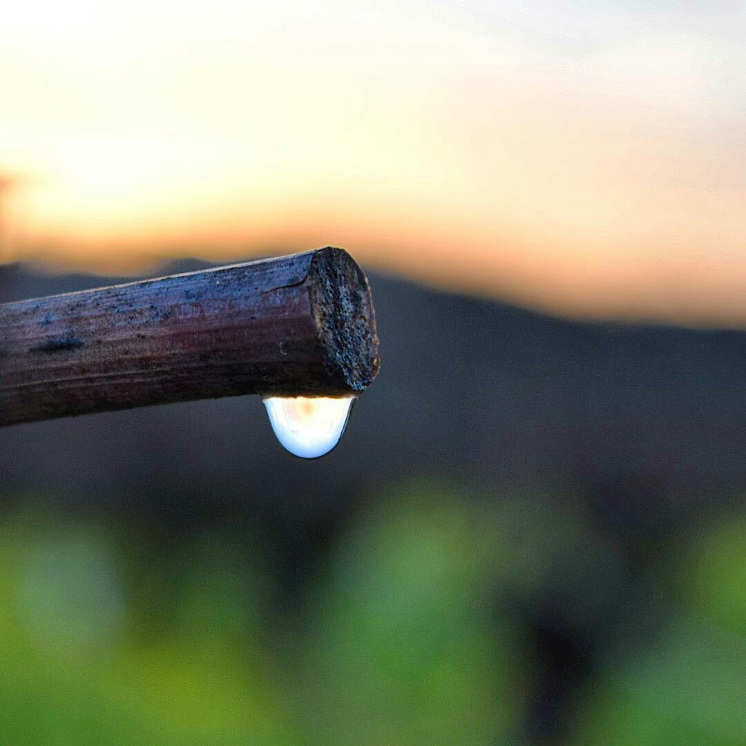 How to Propagate Grape Vines - Fun Facts - Sip on this Juice
